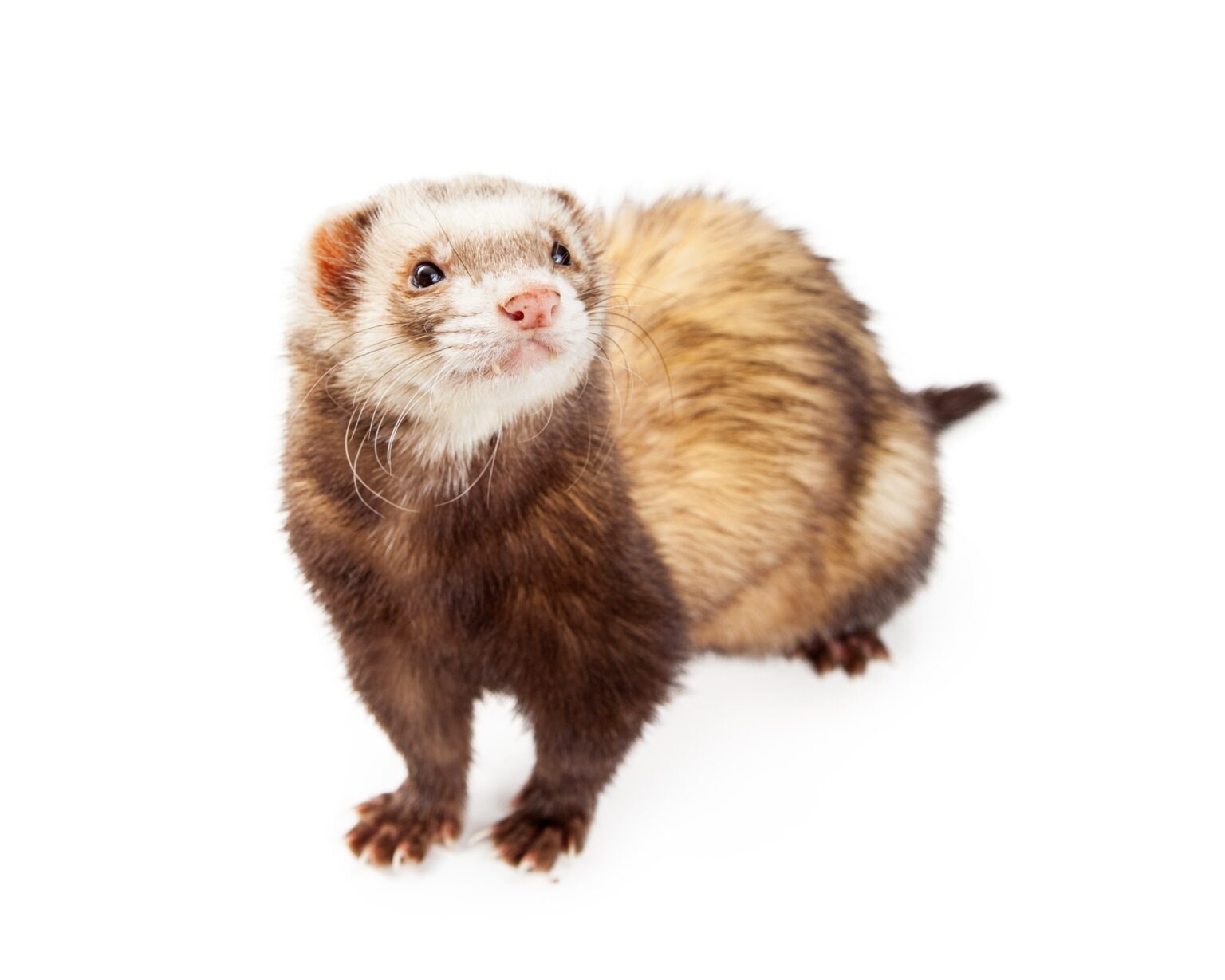 Are Ferrets Weasels? Explained - DiscoveryNatures