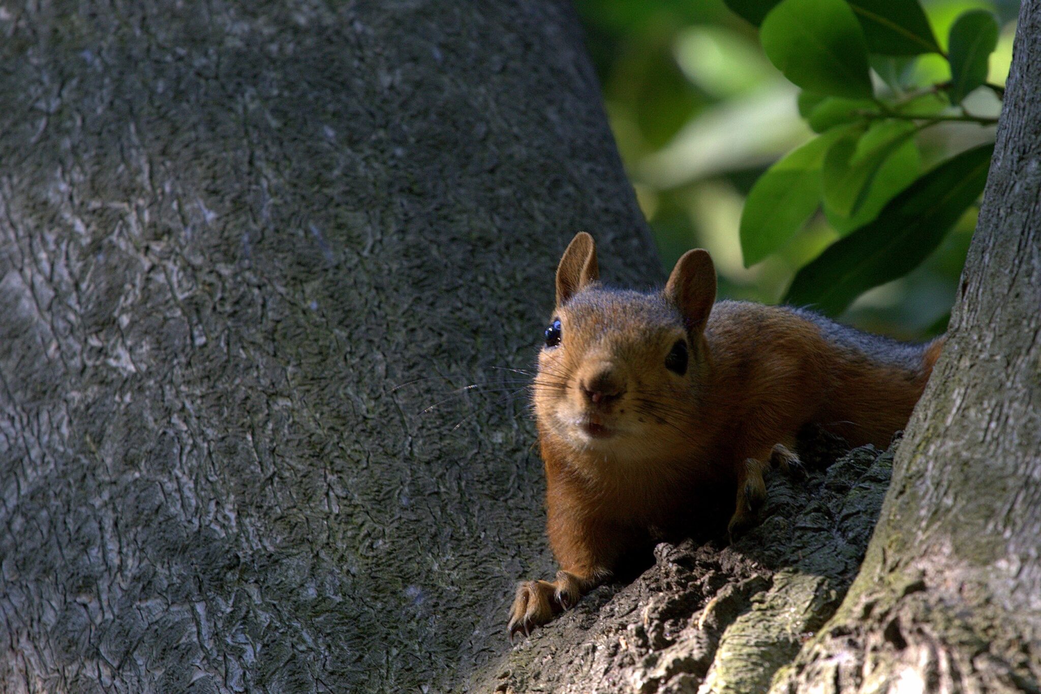 Does Squirrel Hibernate During Winter? Exploring the Hibernation Habits ...