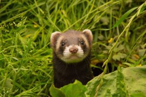 Do Ferrets Have Bones: Exploring the Skeletal System of Ferrets ...