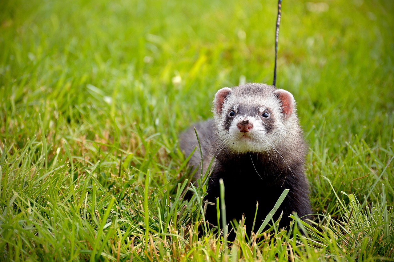 Do Ferrets Have Bones: Exploring the Skeletal System of Ferrets